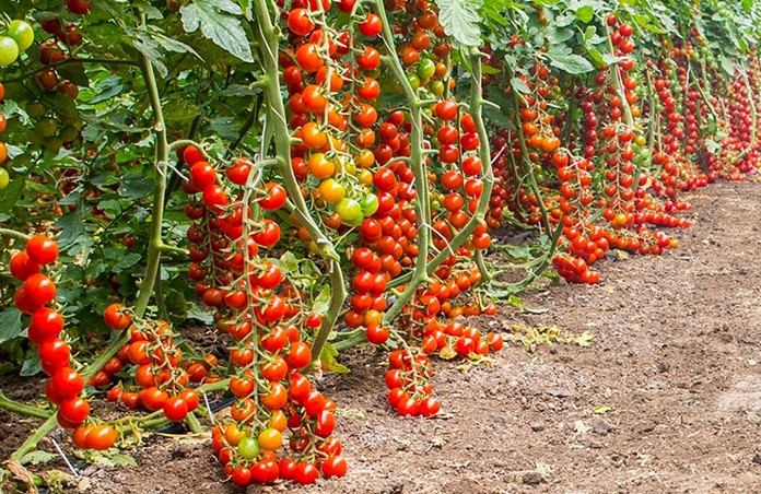 Τhe World famous Italian Pachino Tomatoes